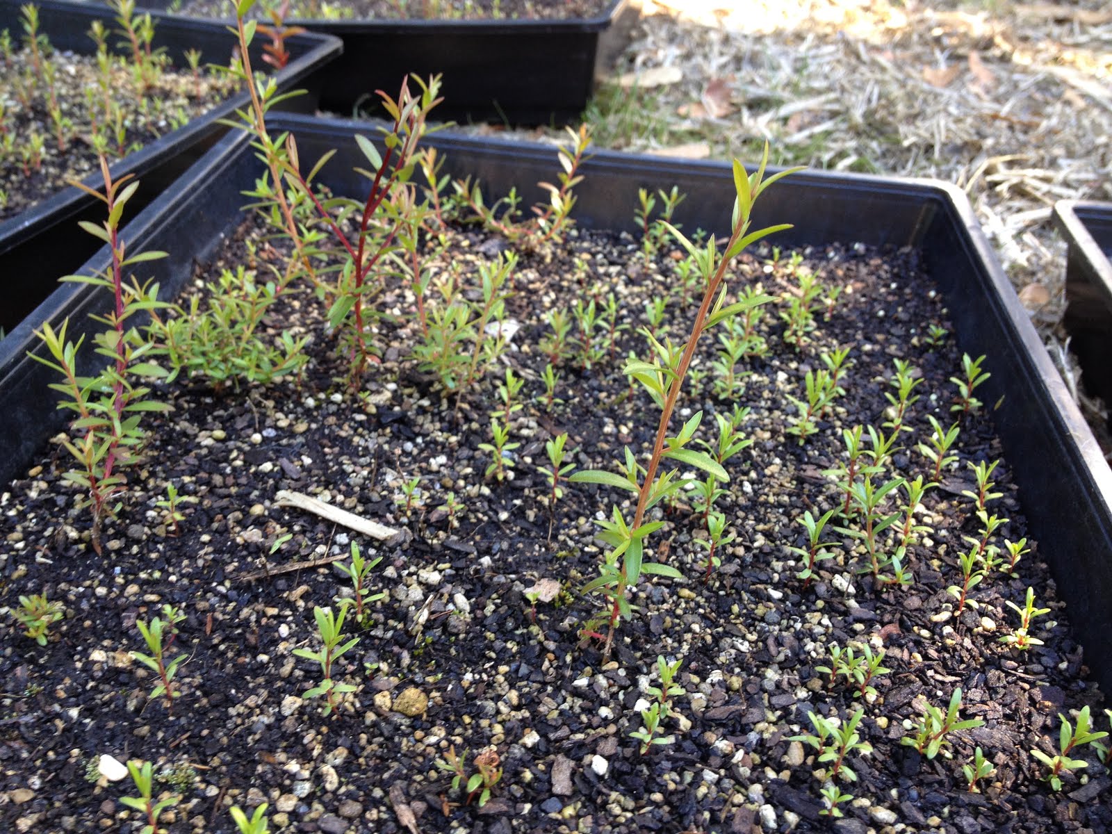 Beekeepers Blog: How to grow manuka trees from seed