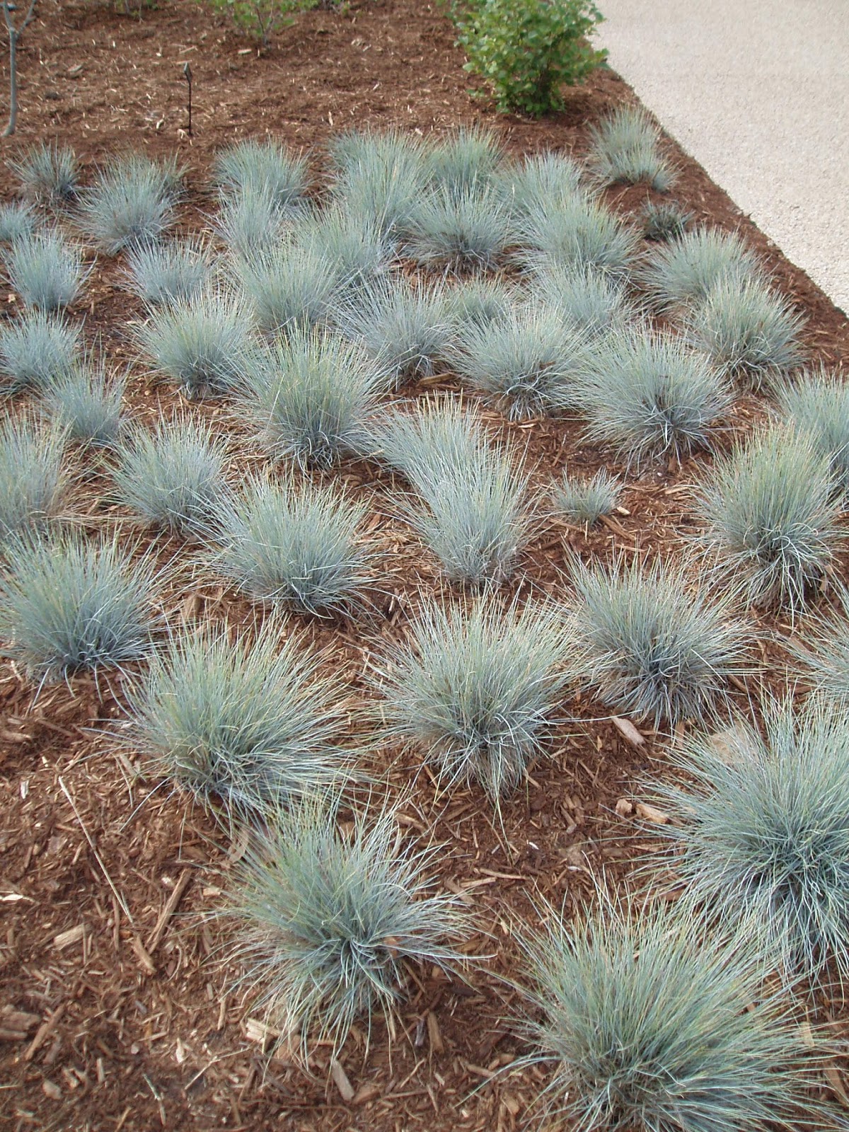 Rotary Botanical Gardens - Hort Blog: Blue Fescue (Festuca)