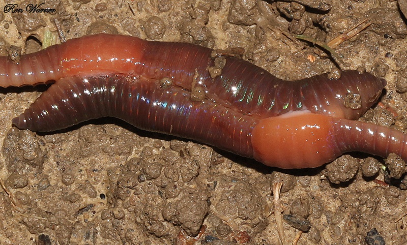 17 Fakta dan Informasi Menarik Tentang Cacing Tanah ~ Abi Reza Verse