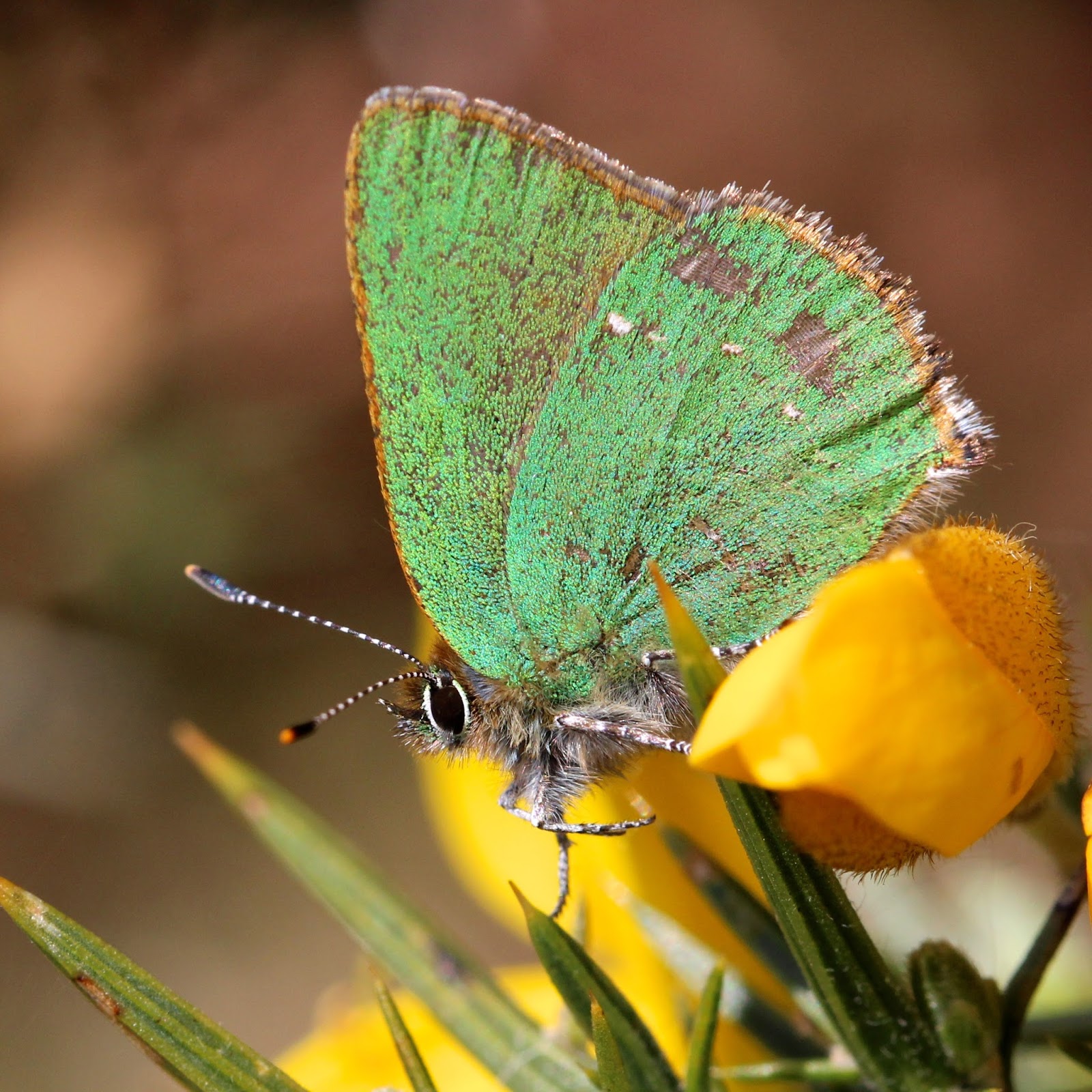 TrogTrogBlog: Green hairstreak butterfly