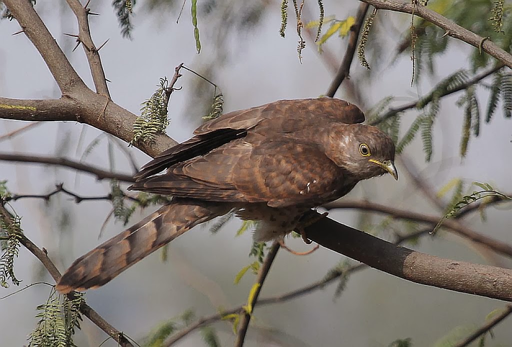Oriental Birds: Common Hawk Cuckoo,Juvenile