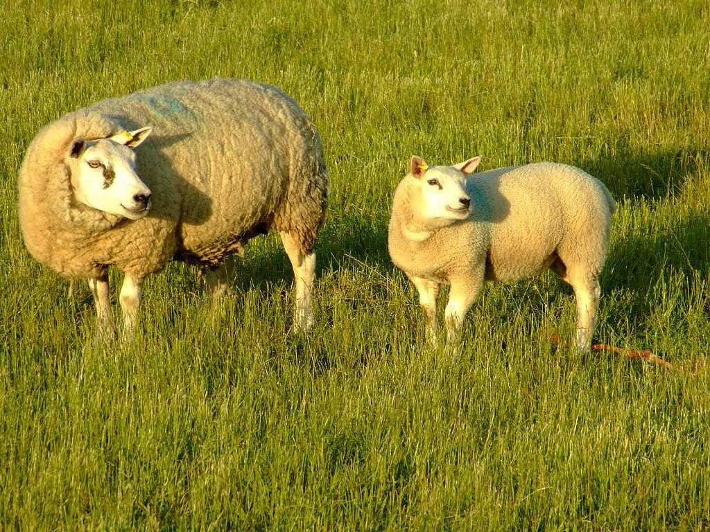 Schapen Achtergronden