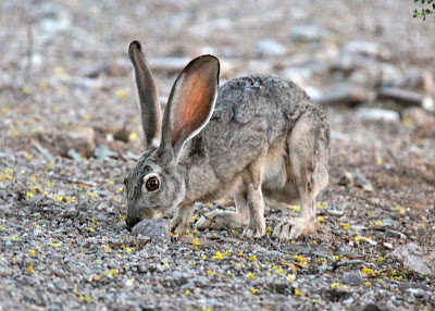 The Azure Gate: Black Tailed Jackrabbit