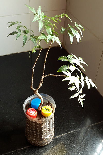 Instant - Bonsai - For - Everyone: Neem Tree No.2