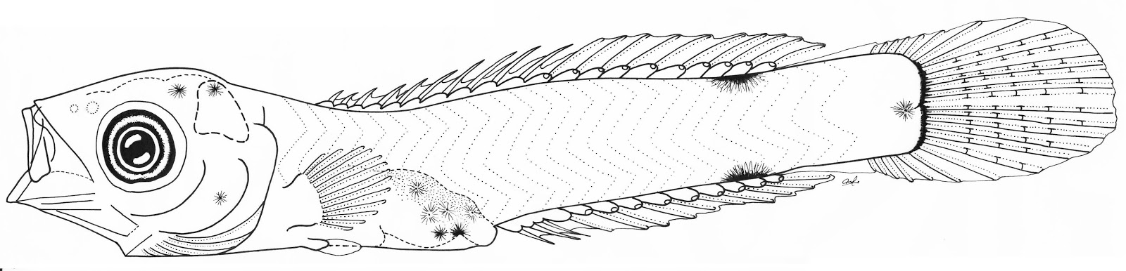 Ictioplancton en Chile: Dibujos de larvas de peces recolectados cerca ...