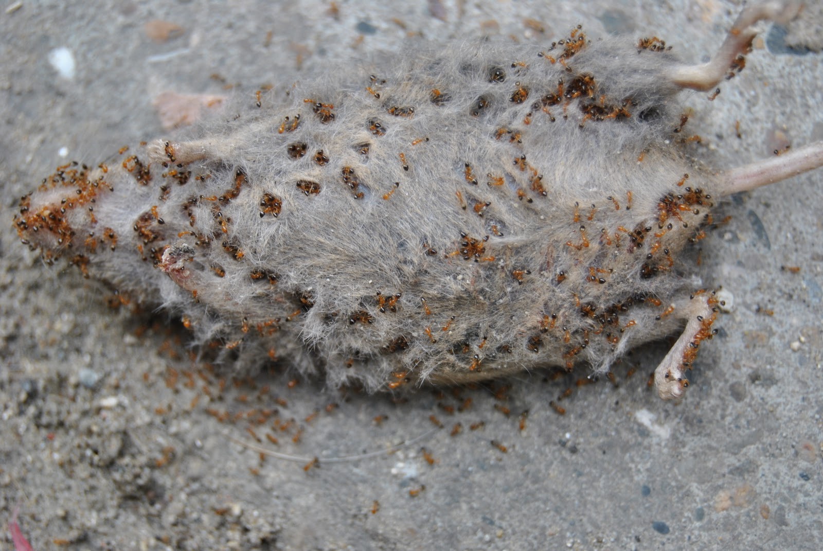 PANAMERICANA: GESICHTER DES TODES / FACES OF DEATH / LAS CARAS DE LA MUERTE