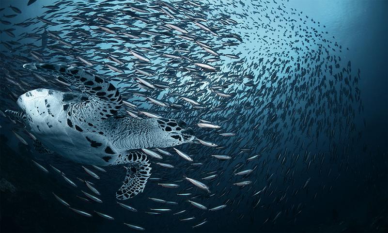 LOS 20 BANCOS DE PECES MÁS INCREÍBLES