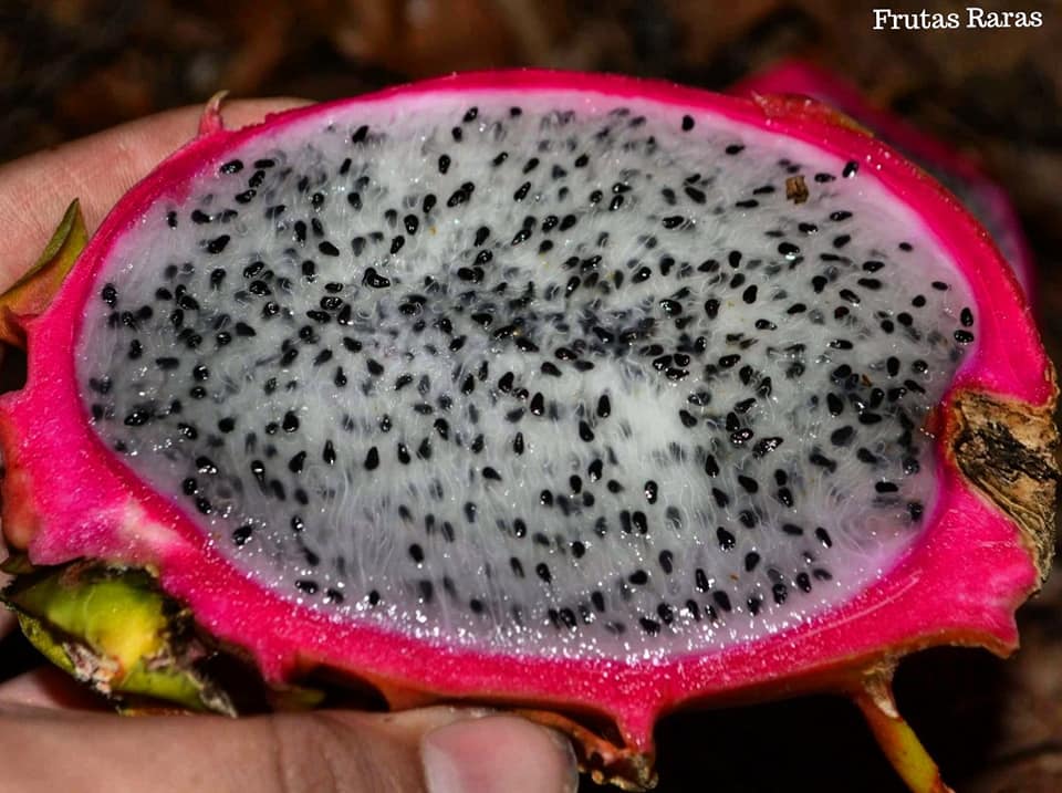 Hylocereus undatus - Pitaya Rosa da polpa branca