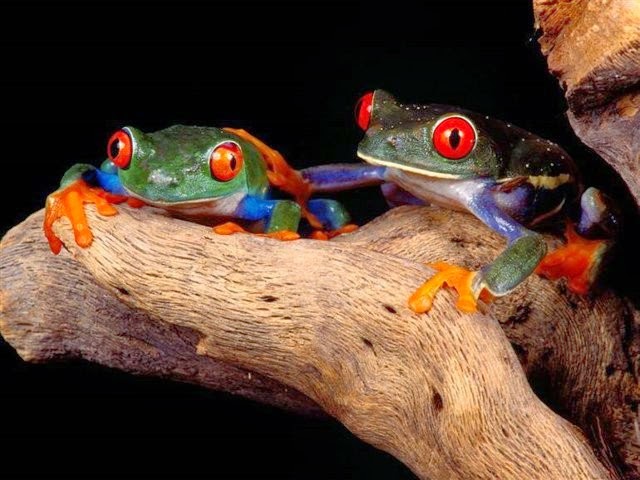 Imagenes de sapos y ranas: Fotografia ranas coloridas [4-5-17]