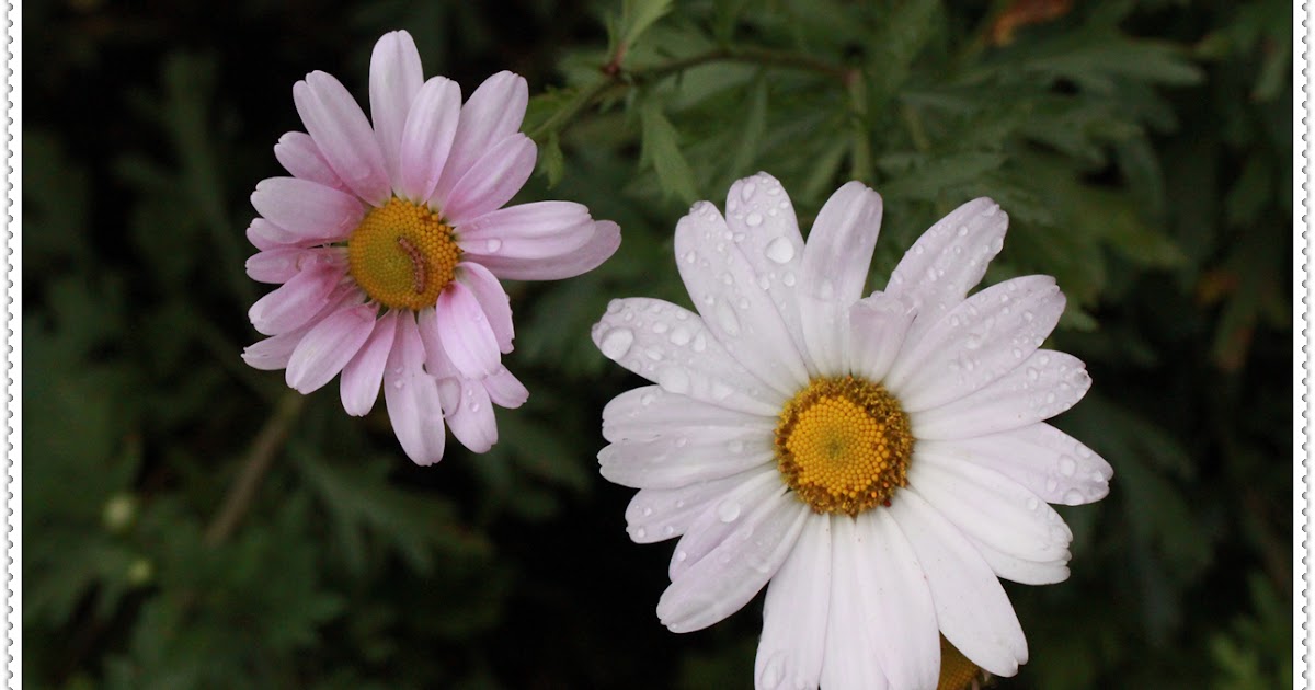 The Scriptures: Mark-06-01