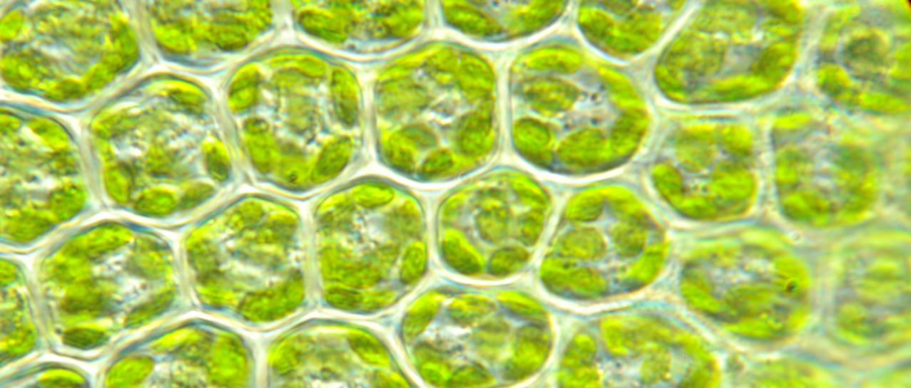 Los cloroplastos - Biología