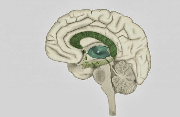 Cómo funciona el sistema de recompensa del cerebro?