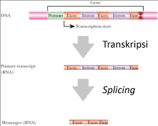 Splicing: Regulasi Pemrosesan mRNA Pascatranskripsi - Biologizone
