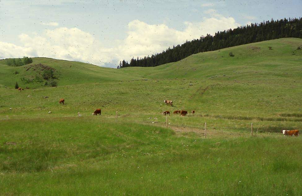 Pengertian Bioma padang rumput