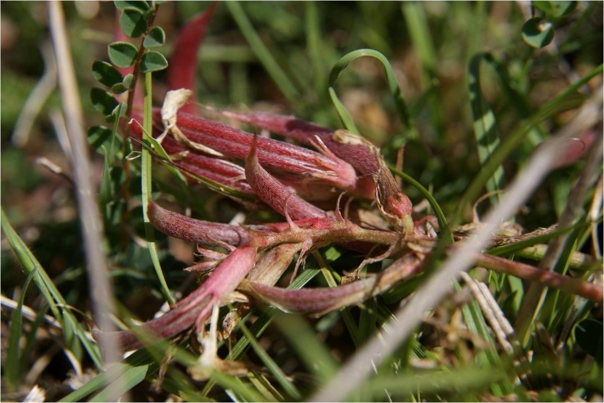 FLORA I PAISATGE DE LLERS: HERBA DE SANT LLORENÇ