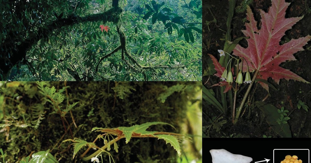 Species New to Science: [Botany • 2018] Begonia garrettii & B ...