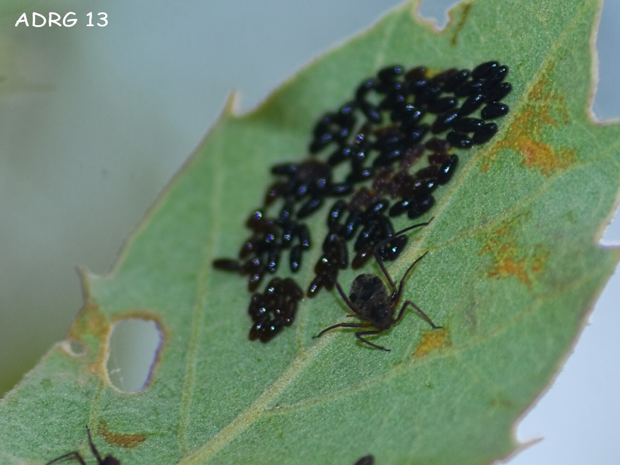 UN AMBIENTALISTA: Huevos de pulgón