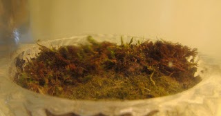 The Fern and Mossery: Operation Diagnose: Proper Moss Placement