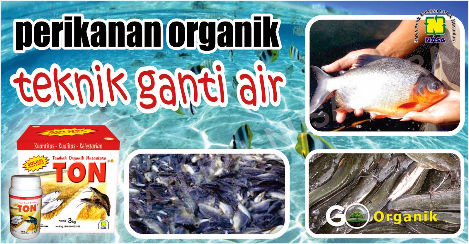 JENIS-JENIS PENYAKIT PADA IKAN | Blog Pupuk Organik