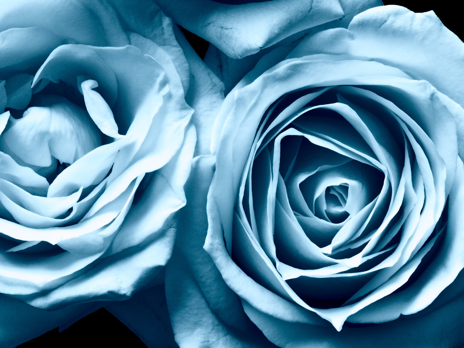 Fotografías de rosas azules
