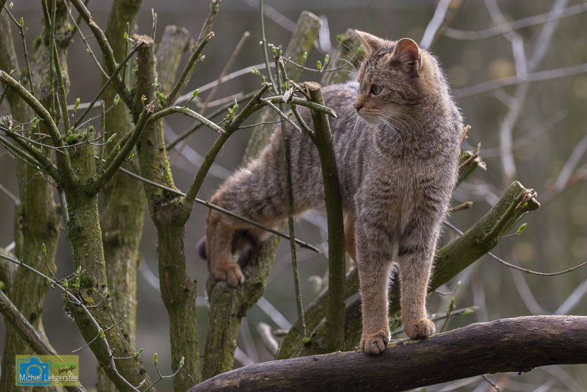 Belevingsfotografie: Wilde katten