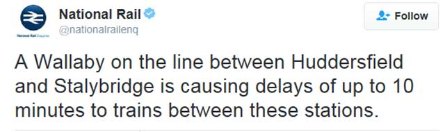 Nothing To Do With Arbroath: Train services delayed by escaped wallaby