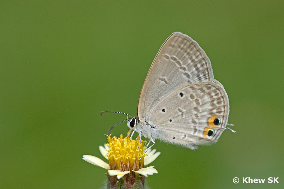 Butterflies of Singapore: Butterfly of the Month - June 2018