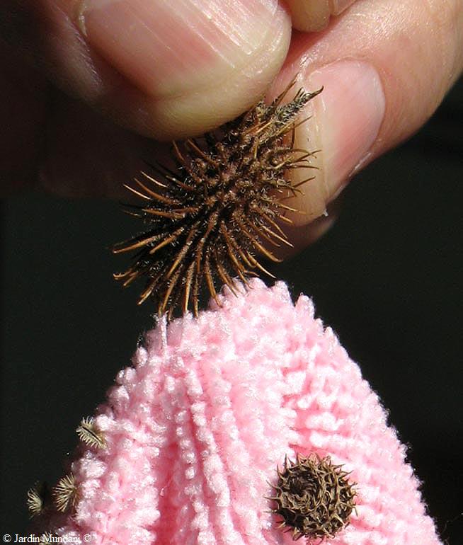 Sangrando en verde: El Velcro: una exitosa simulación biónica