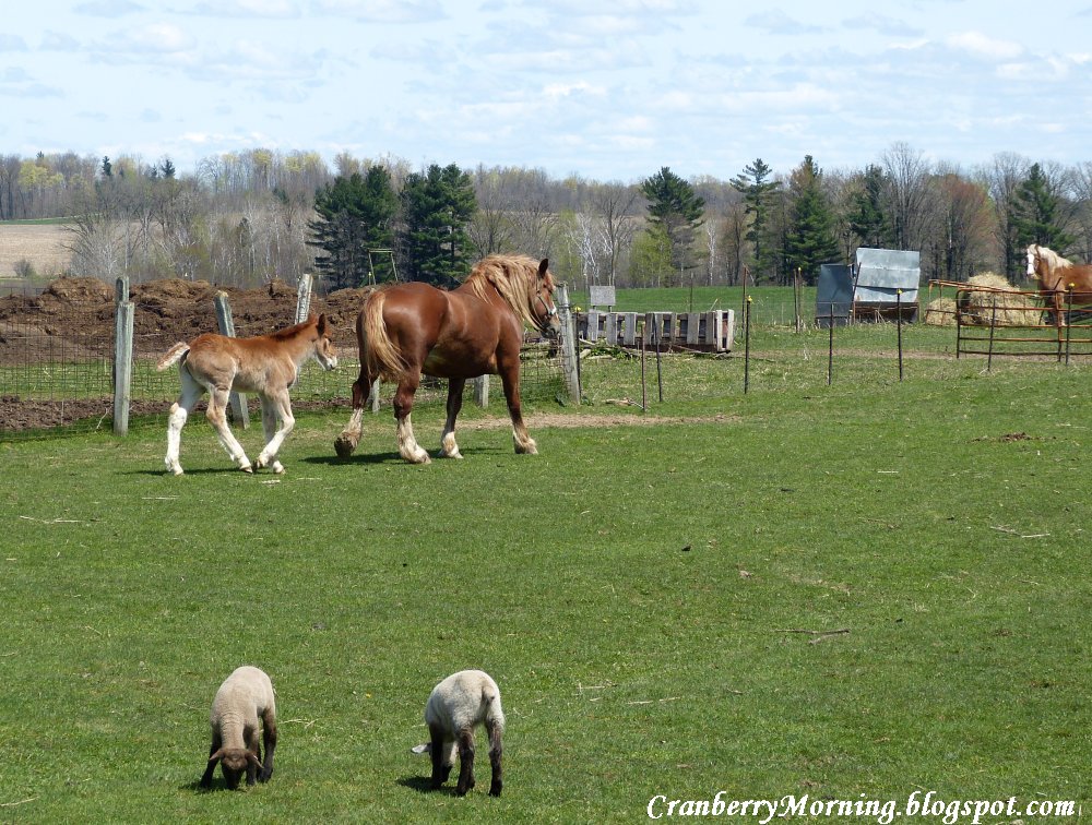 Cranberry Morning: Horses, Sheep, Fences, and a Barn
