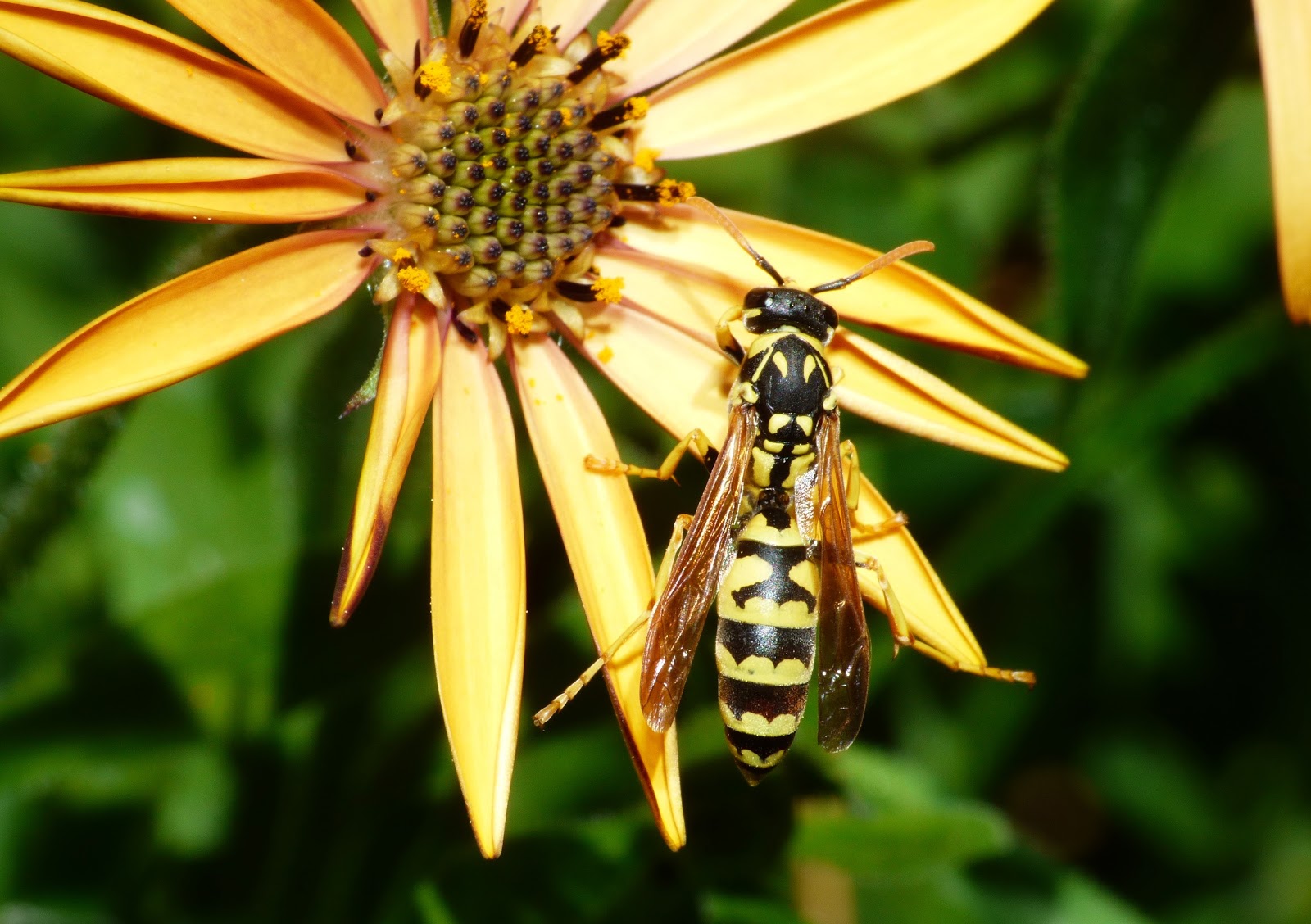 El Saúco - Industrias y andanzas de un naturalista ibérico: Insectos de ...