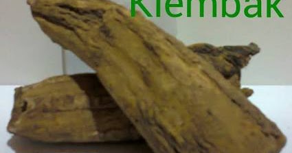 Farmakognosi Radix : 9. RHEI RADIX