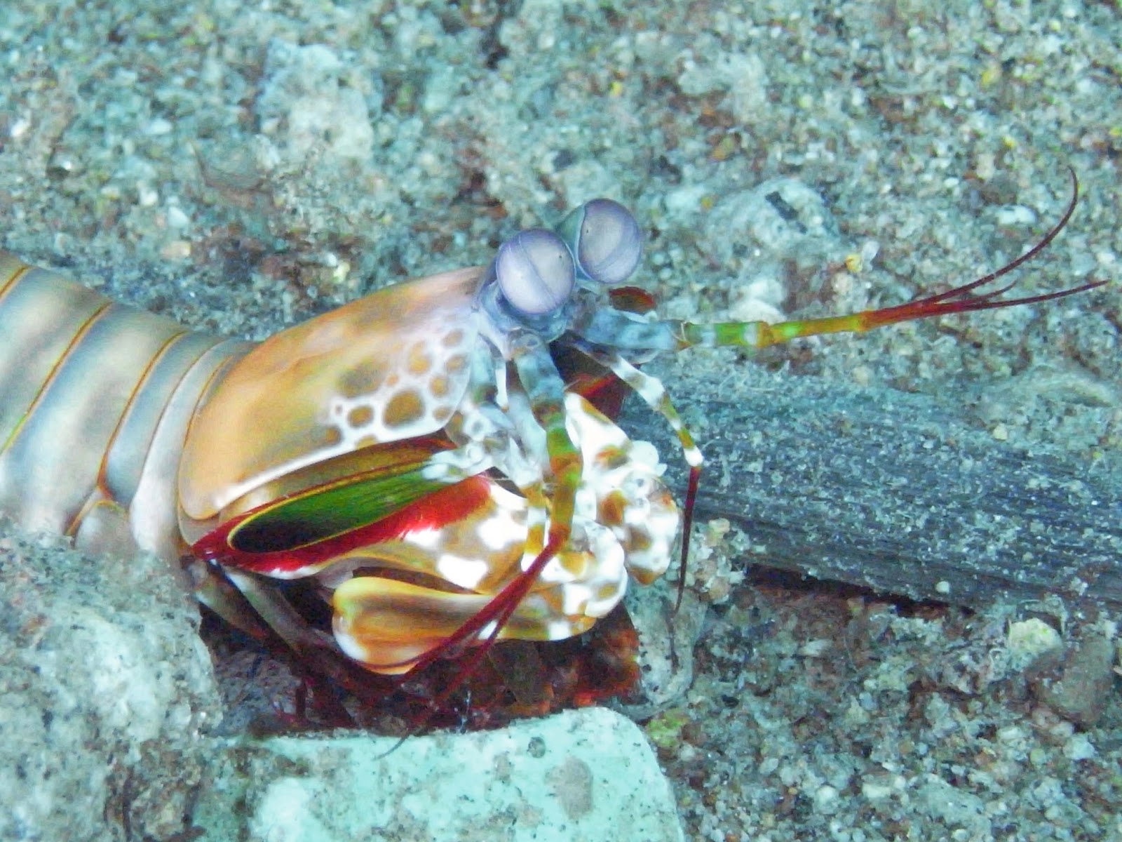 Delightful Departures: Freaky Fish Friday - Mantis Shrimp