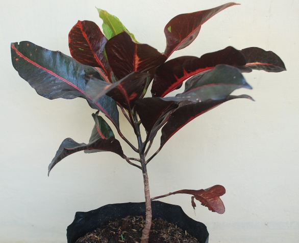 Puring Bali | Tanaman Puring | puring | tanaman puring | tanaman hias ...