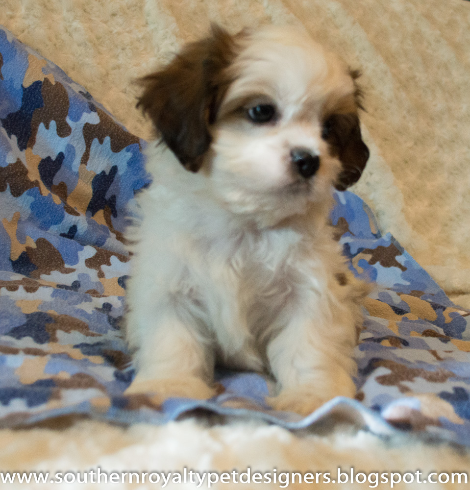 Southern Royalty Pet Designers: Cavaton Puppies 5/14/2016