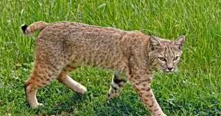 Mamíferos y marsupiales mammals of the earth: Lince rojo (Lynx rufus)
