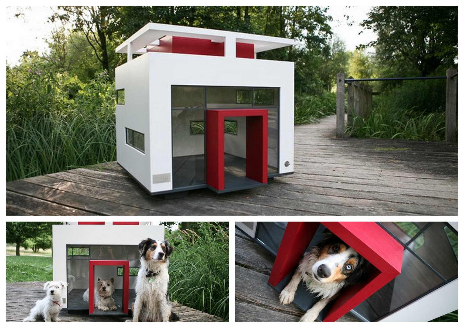 Sophisticated Fashionista.: Design for pets