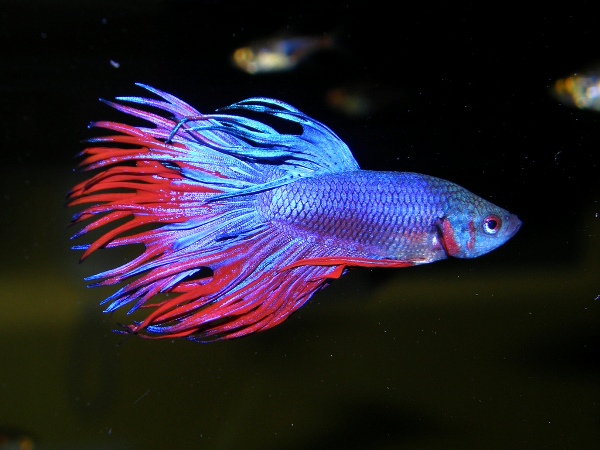 Jak pielęgnować rybki akwariowe: Jak pielęgnować Bojownika Syjamskiego