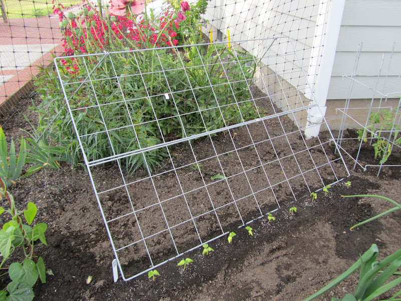 Four Hills of Squash: Spring to Summer