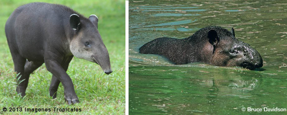 Happy World Tapir Day!