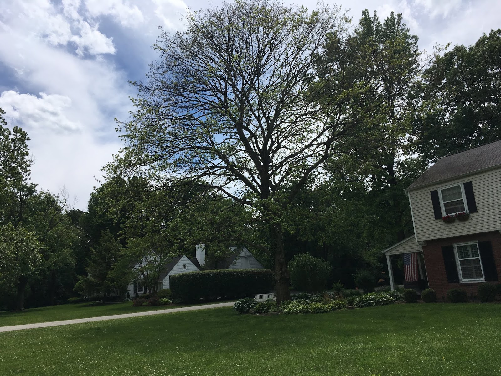 Mark's Urban Forest: Visual Indicators of Tree Stress