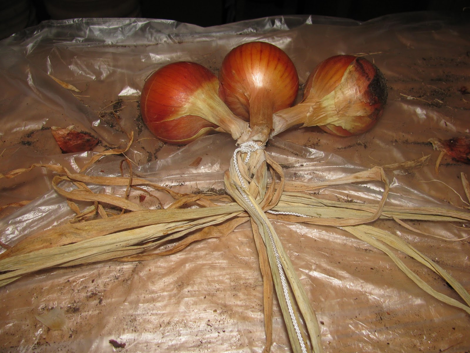 The Harried Homemaker Preps: How to Braid and Store Onions