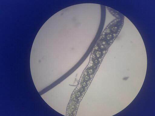 Indayana Febriani (Indri): BIOLOGISEL