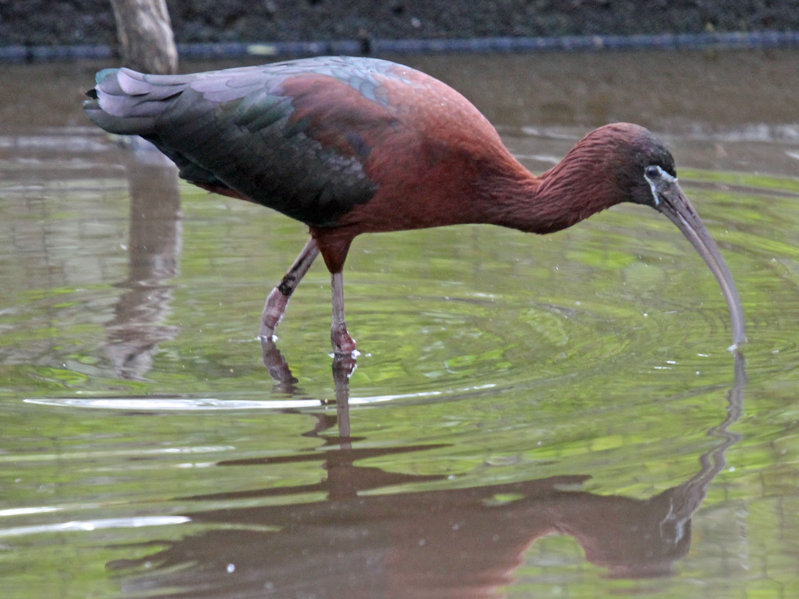 Glossy Ibis | The Life of Animals