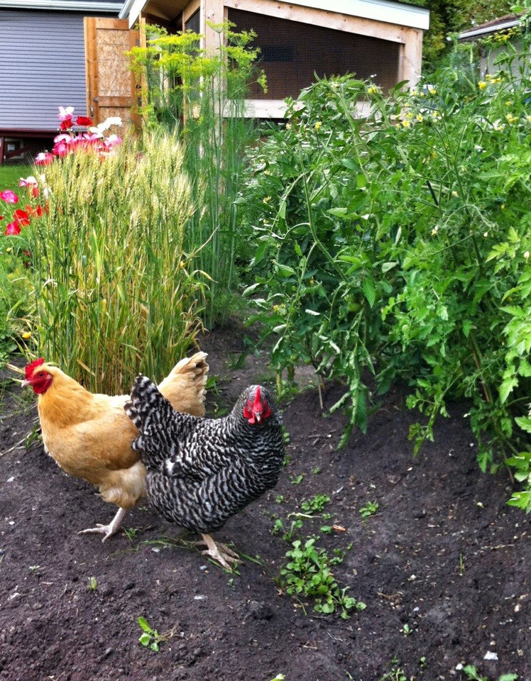 CLUCK Red Deer: Gallery of Red Deer's Urban Hens