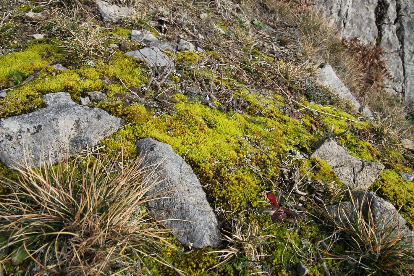 South Wales Bryophytes: Tortella torment