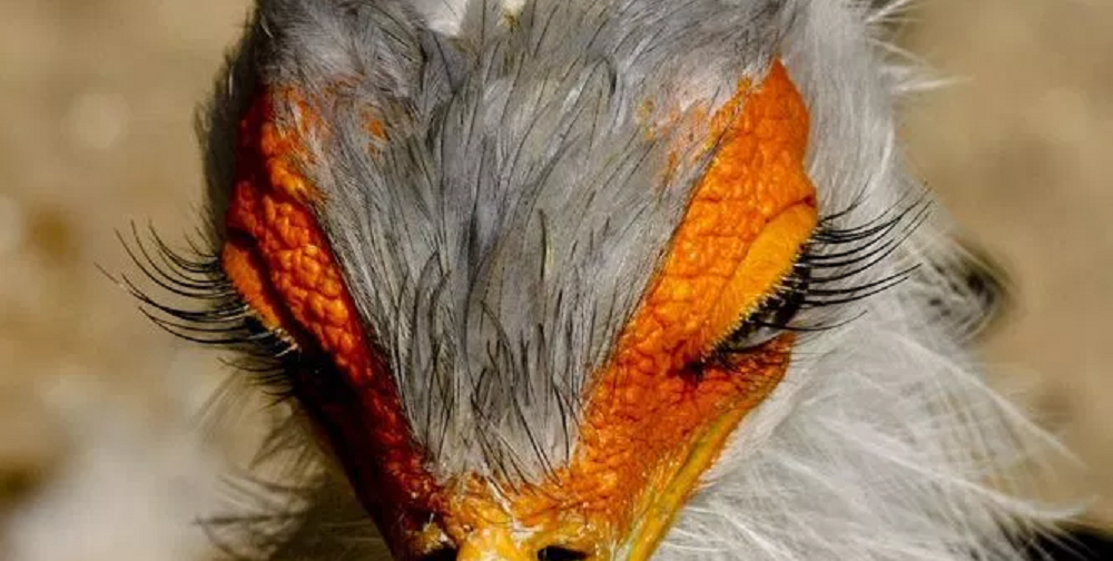 The Beauty of eyelashes Secretary Bird