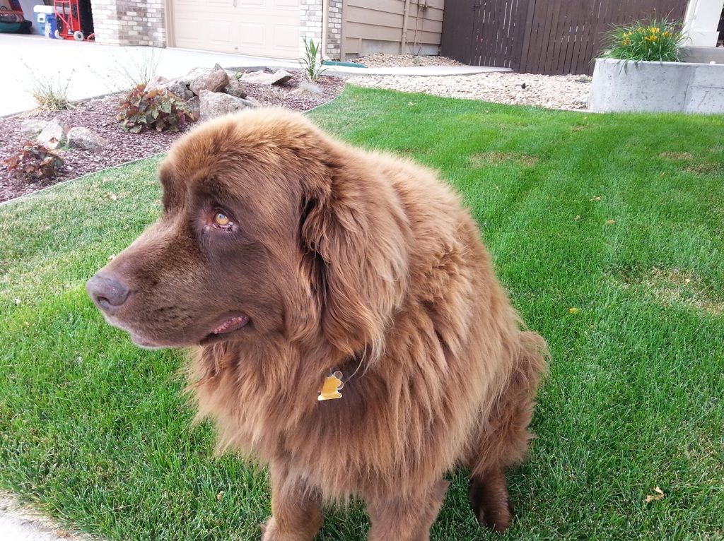 The Flower Bin: Is Dog Tuff™ grass right for your lawn?