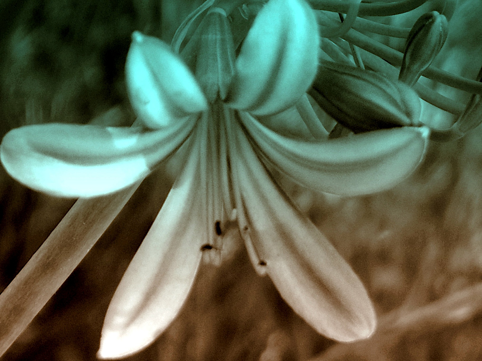 Imágenes de flores y plantas: Flor del Amor