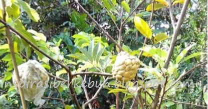 Cara Menanam Srikaya dalam Pot (Tabulampot Srikaya) | inspirasi sehat id