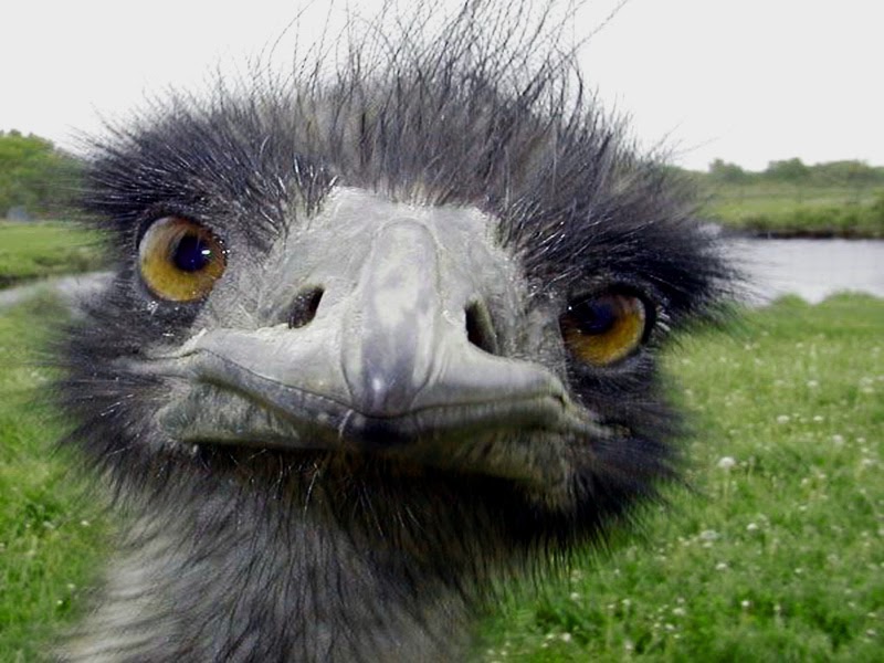 sprutmoglyf: Strudsen og græsplænen